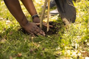 Planter un arbre dans son jardin : techniques, périodes et conseils ...