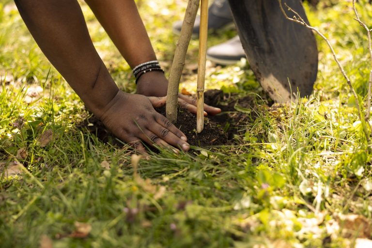 Planter un arbre dans son jardin : techniques, périodes et conseils ...